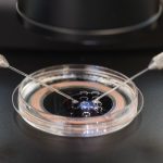 Fertility Specialists Perth | IVF Clinic – Oasis Fertility Centre