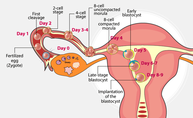 Understanding female reproduction and infertility – Oasis Fertility Centre